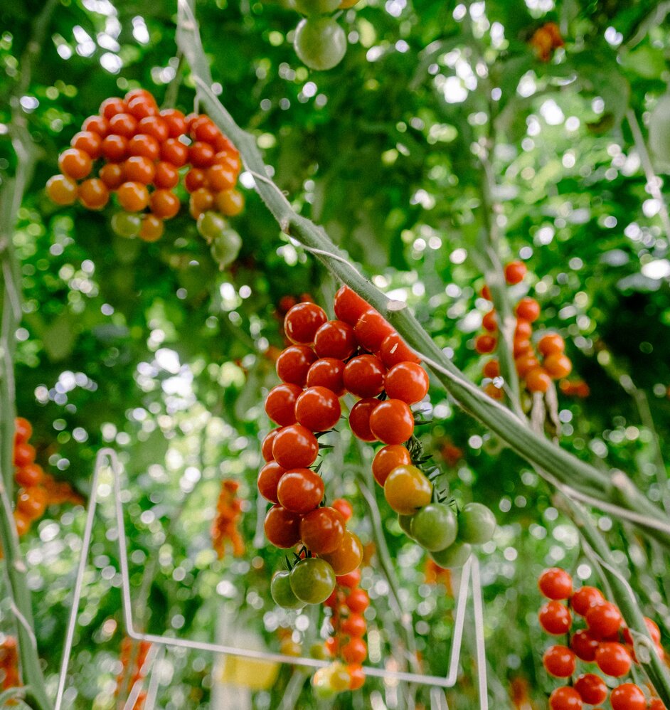 Exklusive Arrangements | Angebote im Spa Resort Geinberg – Spa Resort ...